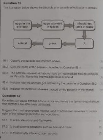Question 56 The illustration below shows the | StudyX