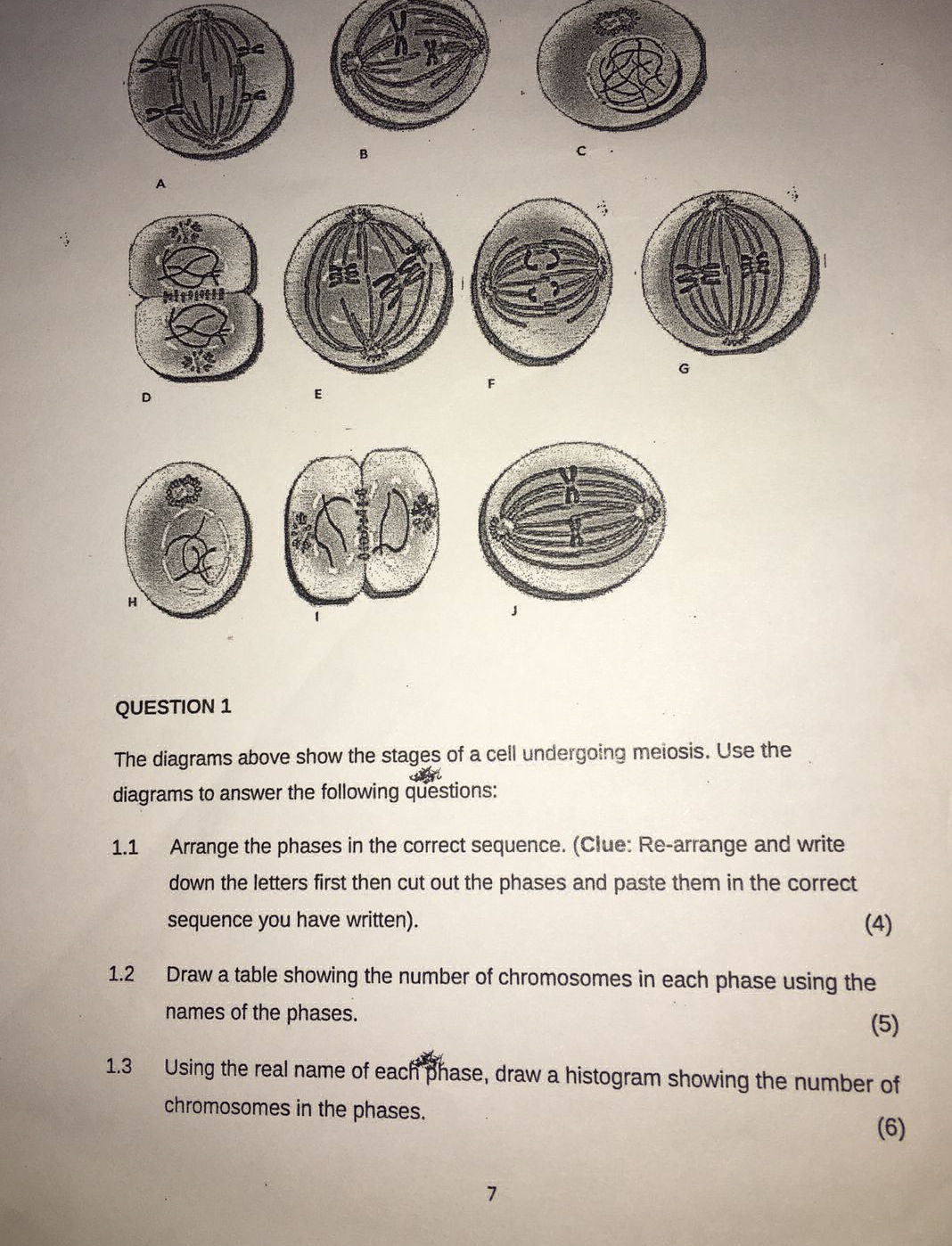 The diagrams above show the stages of a cell | StudyX