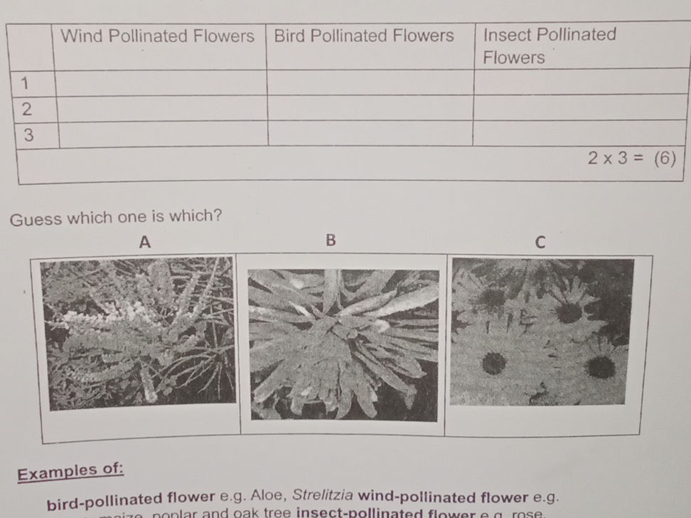 Wind Pollinated Flowers | Bird | StudyX