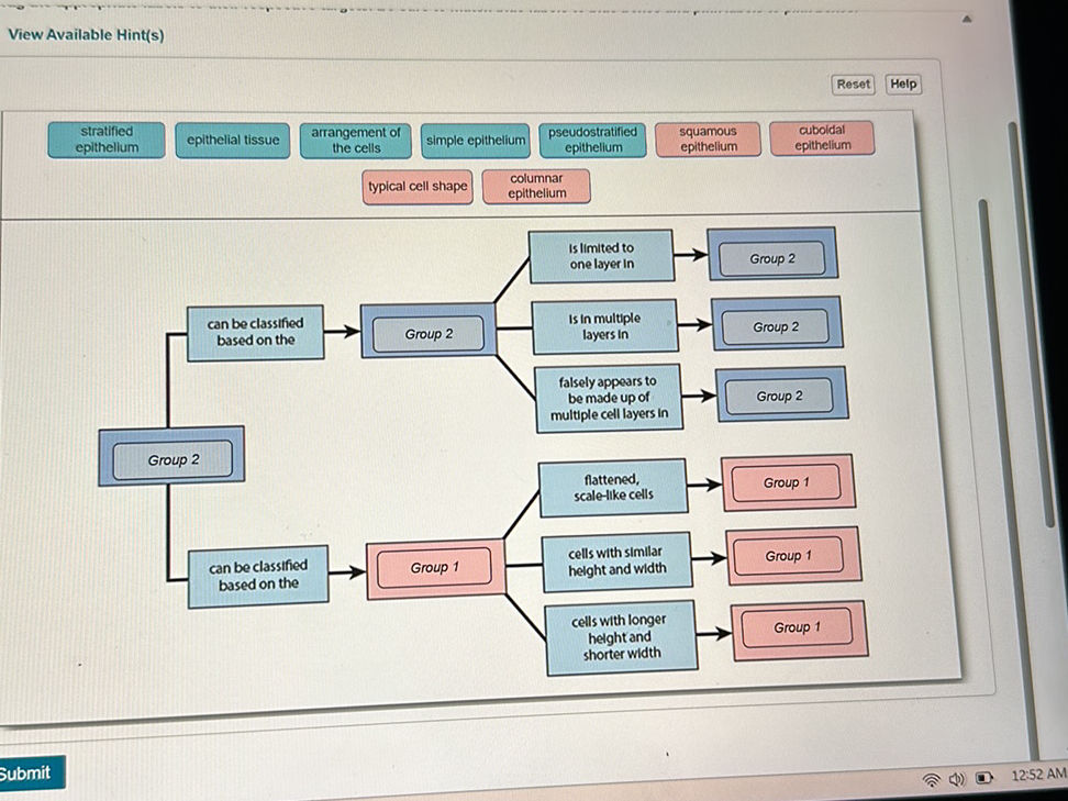 The image presents a classification diagram | StudyX