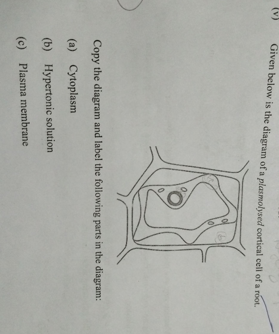 Given below is the diagram of a plasmolysed | StudyX