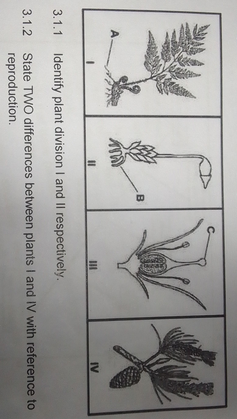 3.1.1 Identify plant division I and II | StudyX