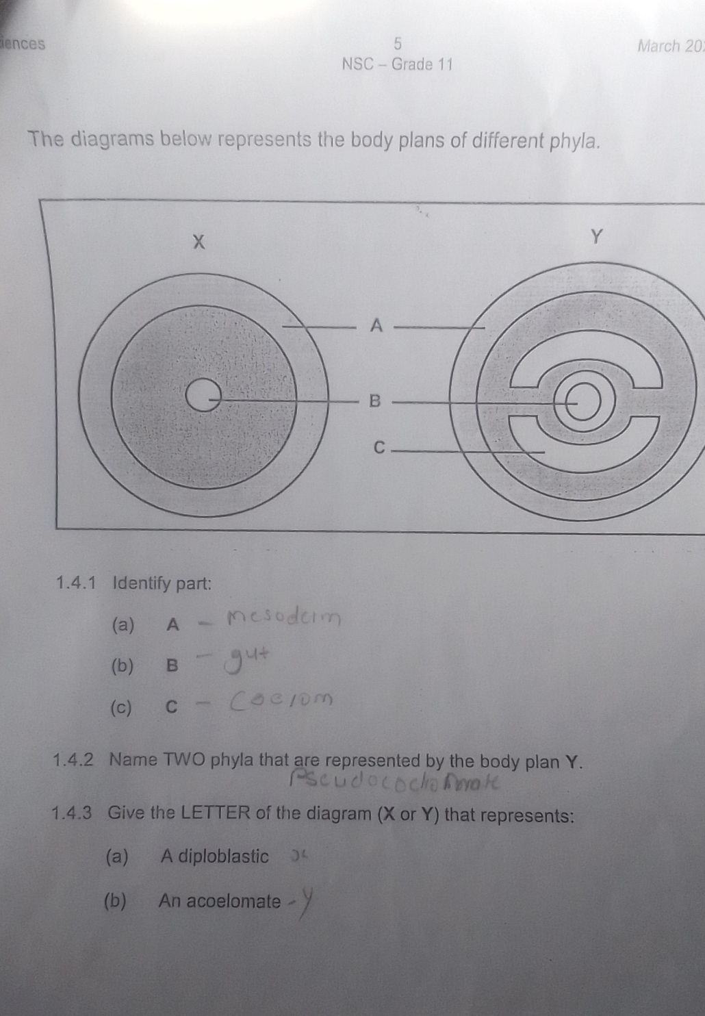 The diagrams below represents the body plans