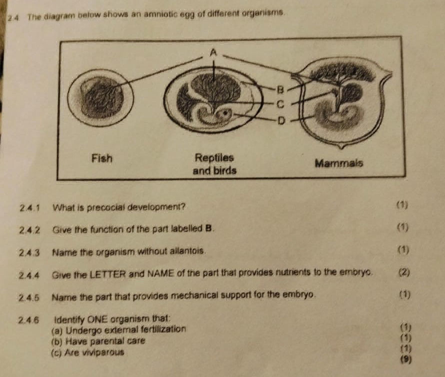 2.4 The diagram below shows an amniotic egg | StudyX