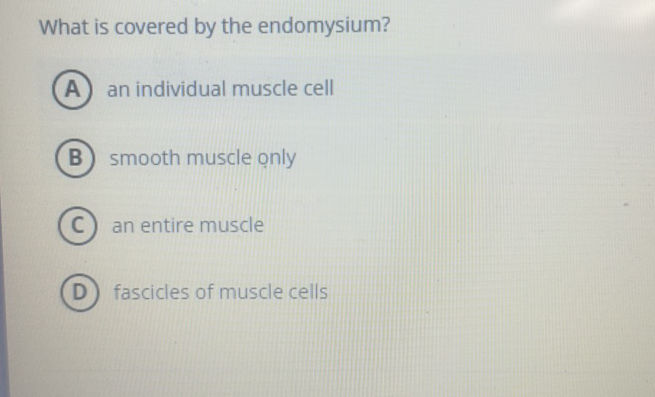 What is covered by the endomysium? A) an