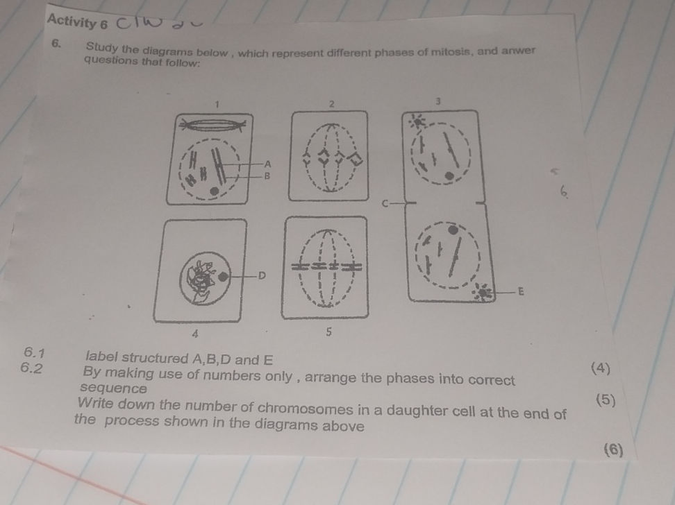 6. Study the diagrams below, which represent | StudyX