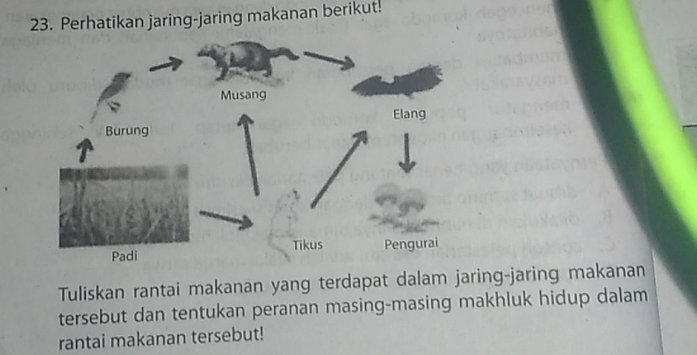 23. Perhatikan jaring-jaring makanan | StudyX