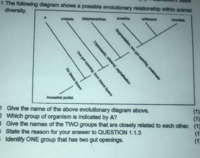 1 The following diagram shows a possible | StudyX