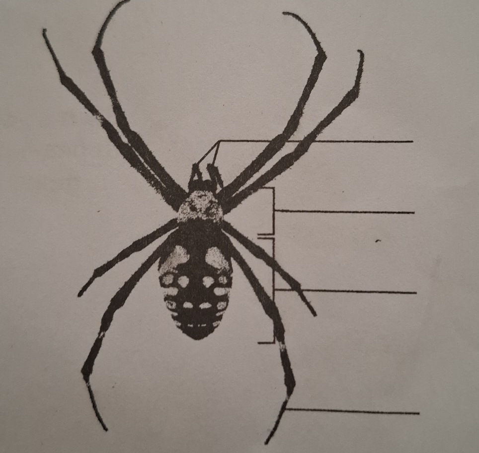 The image shows a diagram of a spider with | StudyX