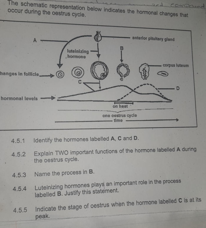 4.5.1 Identify the hormones labelled A, C | StudyX