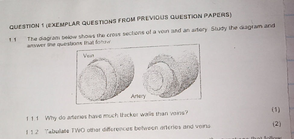 1. The diagram below shows the cross | StudyX