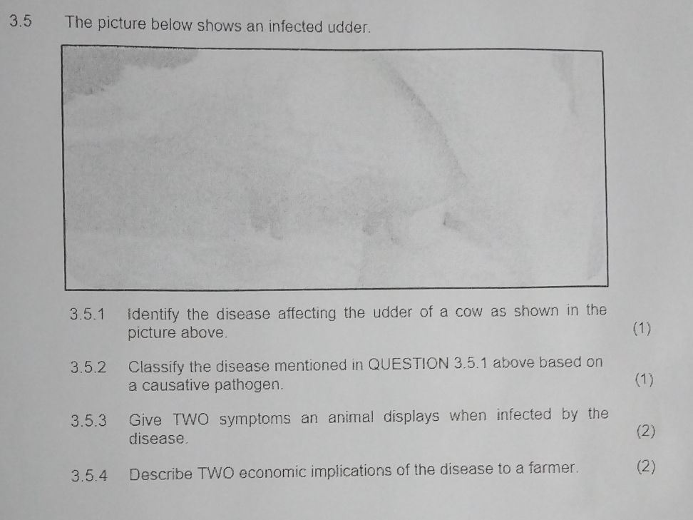 3.5 The picture below shows an infected | StudyX