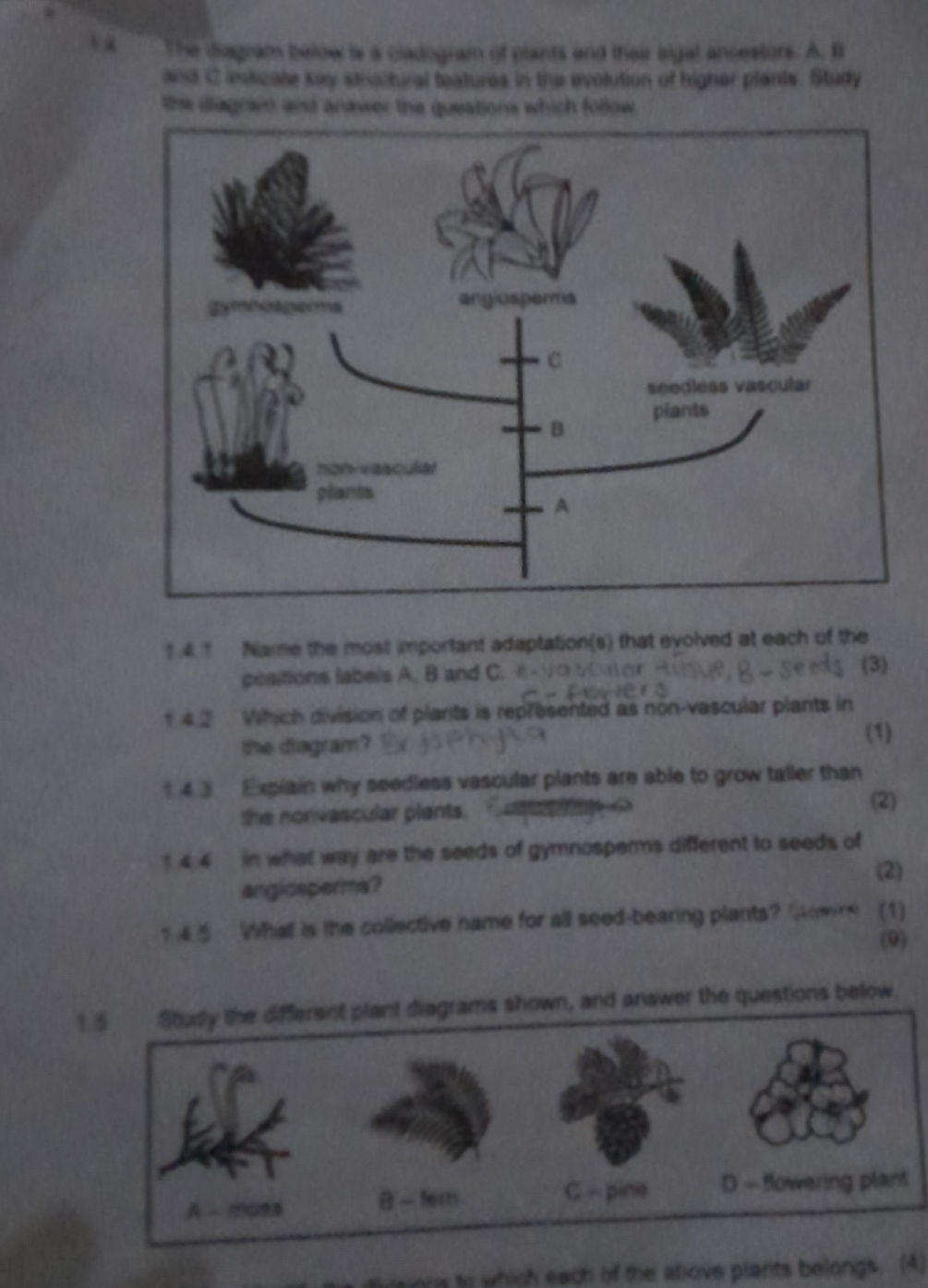 The diagram below is a cladogram of plants