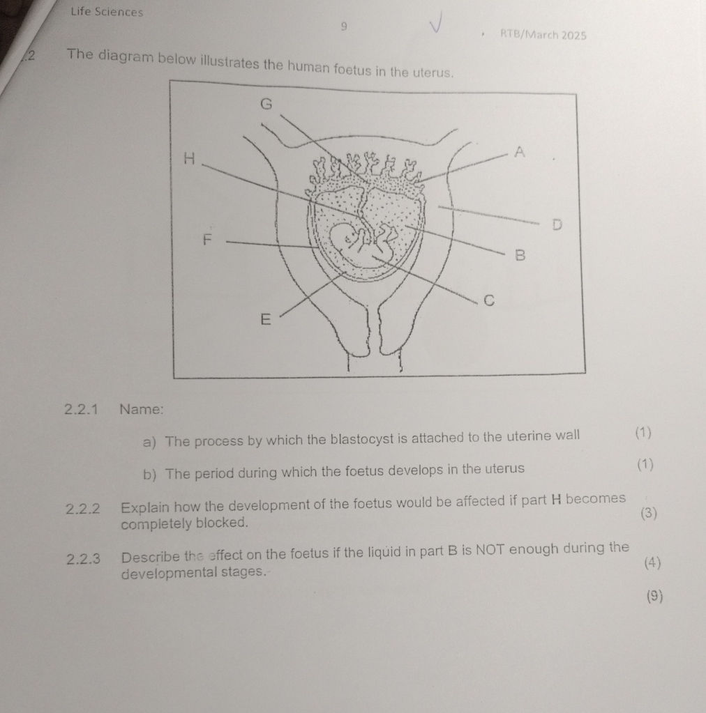 2. The diagram below illustrates the human | StudyX