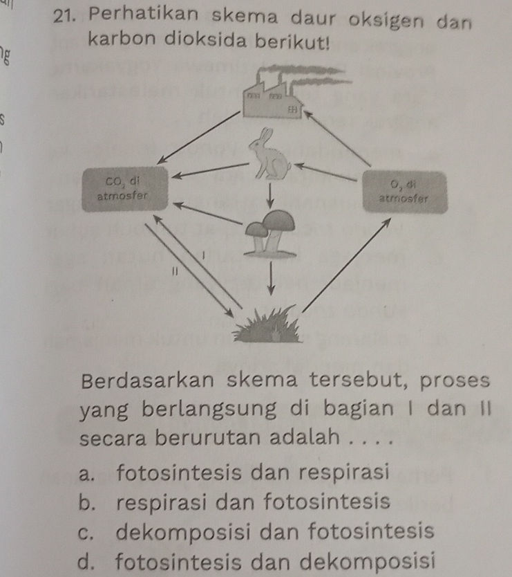 21. Perhatikan skema daur oksigen dan karbon | StudyX