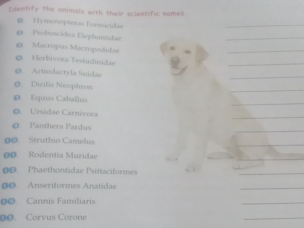 Identify the animals with their scientific | StudyX