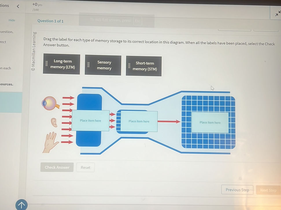 Drag the label for each type of memory | StudyX