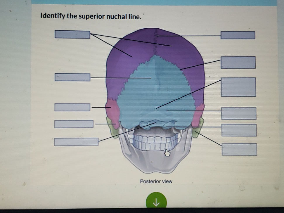 Identify the superior nuchal line. The | StudyX