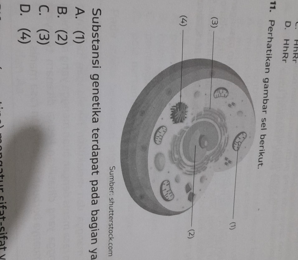11. Perhatikan gambar sel berikut. | StudyX