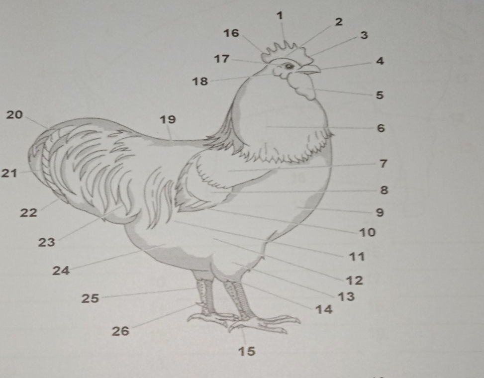 The image is a diagram of a chicken with | StudyX