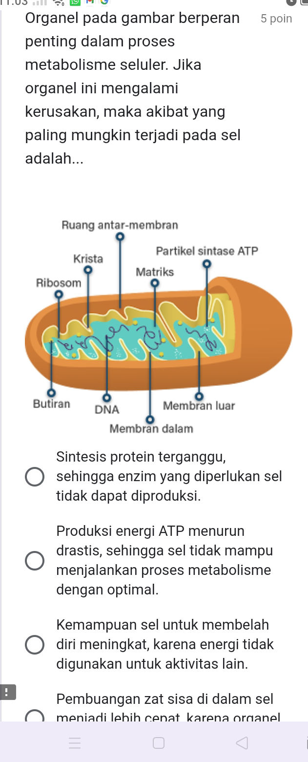 Organel pada gambar berperan penting dalam | StudyX