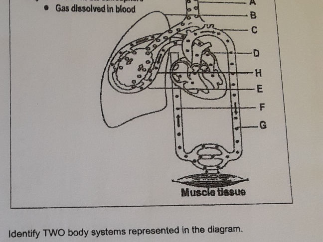 Identify TWO body systems represented in the | StudyX