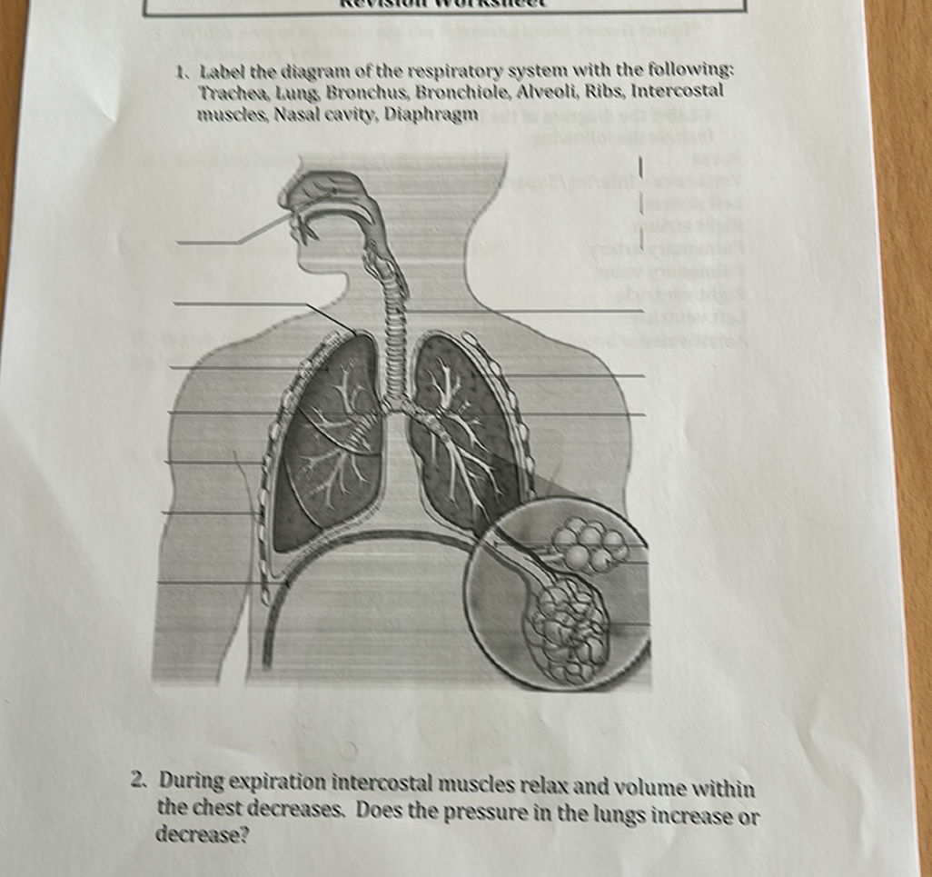 1. Label the diagram of the respiratory | StudyX
