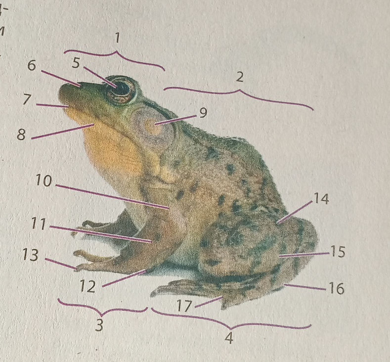 The image is a diagram of a frog with | StudyX