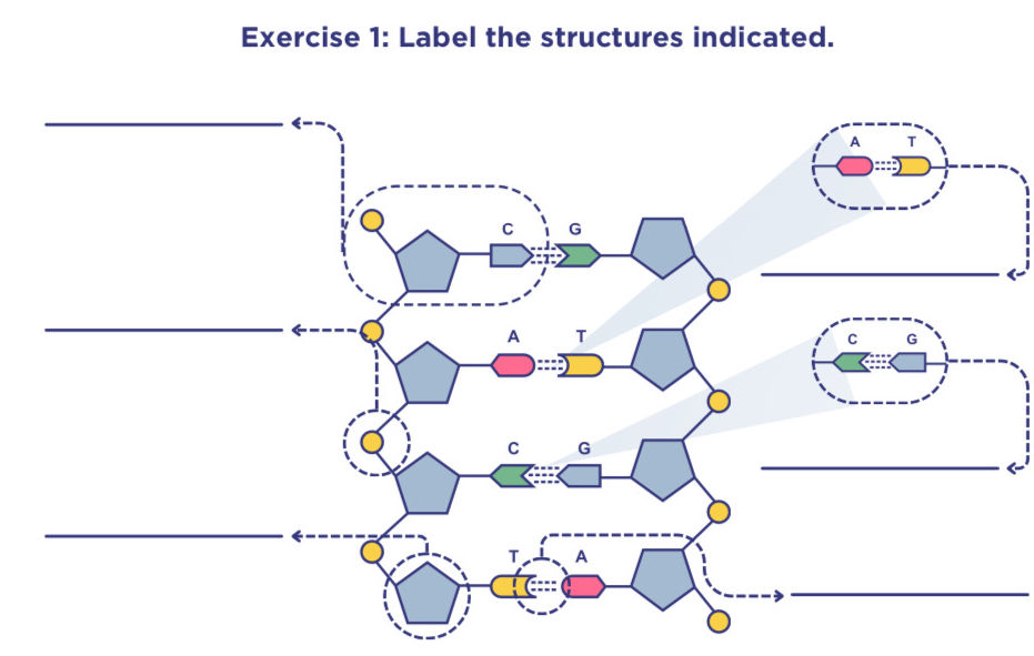 Exercise 1: Label the structures indicated. | StudyX