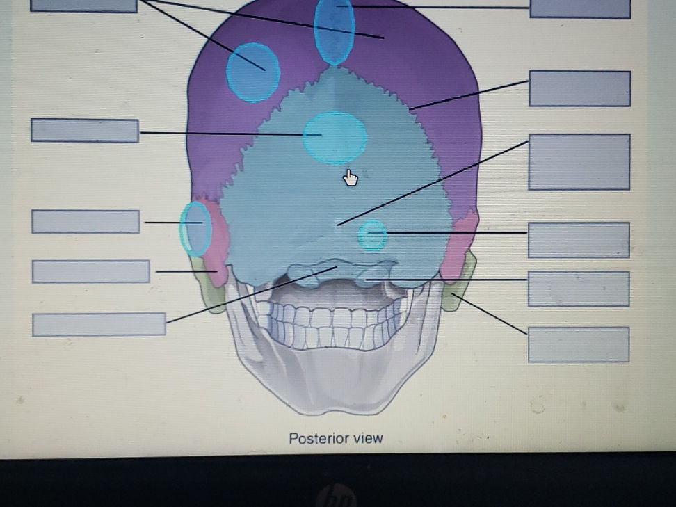 The image is a diagram of a skull from a | StudyX