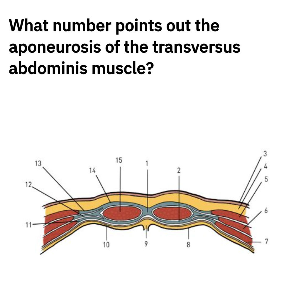 What number points out the aponeurosis of | StudyX