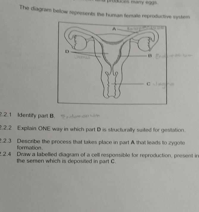 The diagram below represents the human | StudyX