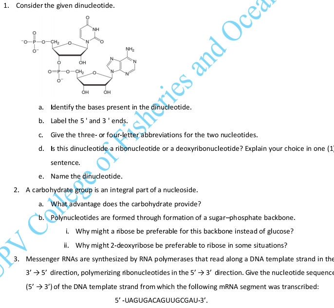 1. Consider the given dinucleotide. (Image | StudyX
