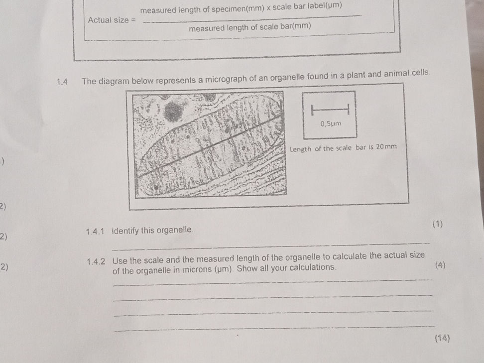 Actual size = {measured length of | StudyX