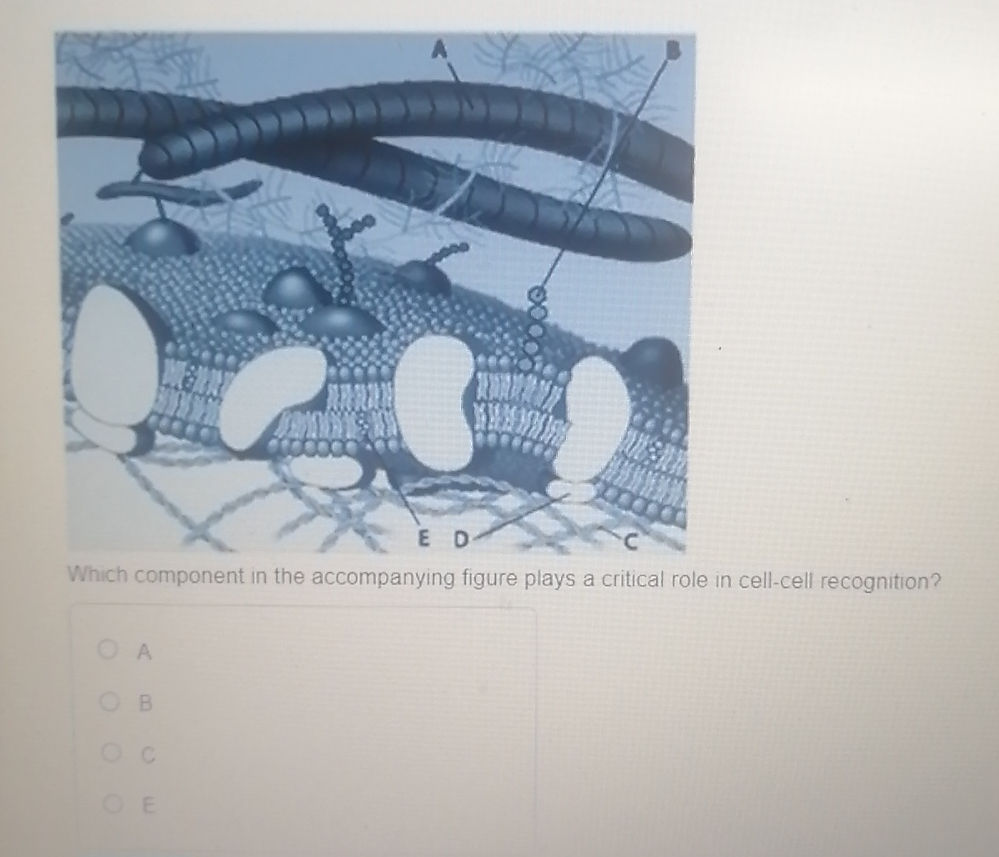 Which component in the accompanying figure | StudyX