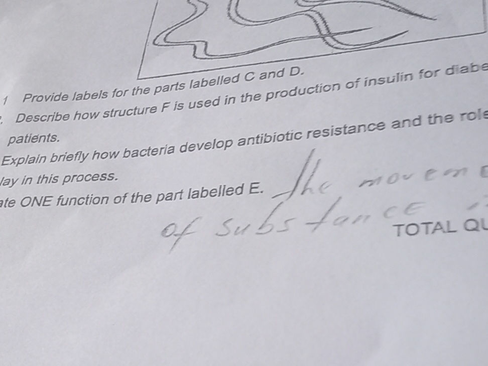 1. Provide labels for the parts labelled C | StudyX