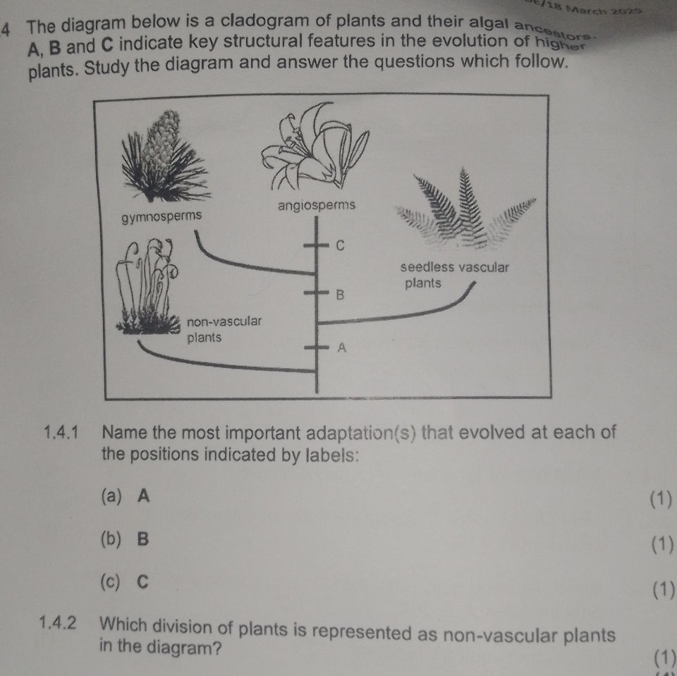 4 The diagram below is a cladogram of plants | StudyX