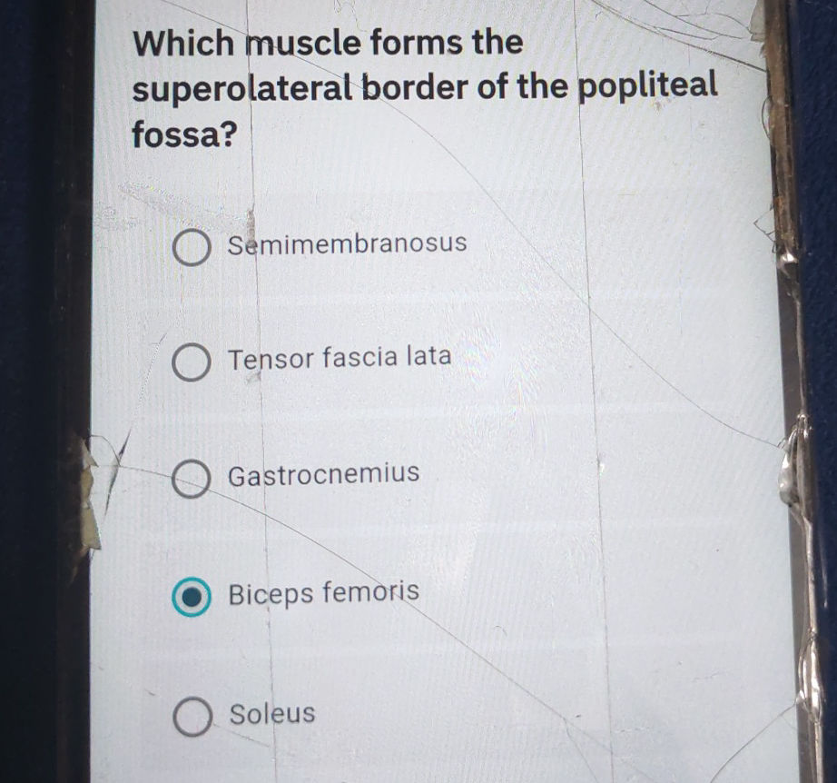Which muscle forms the superolateral border | StudyX