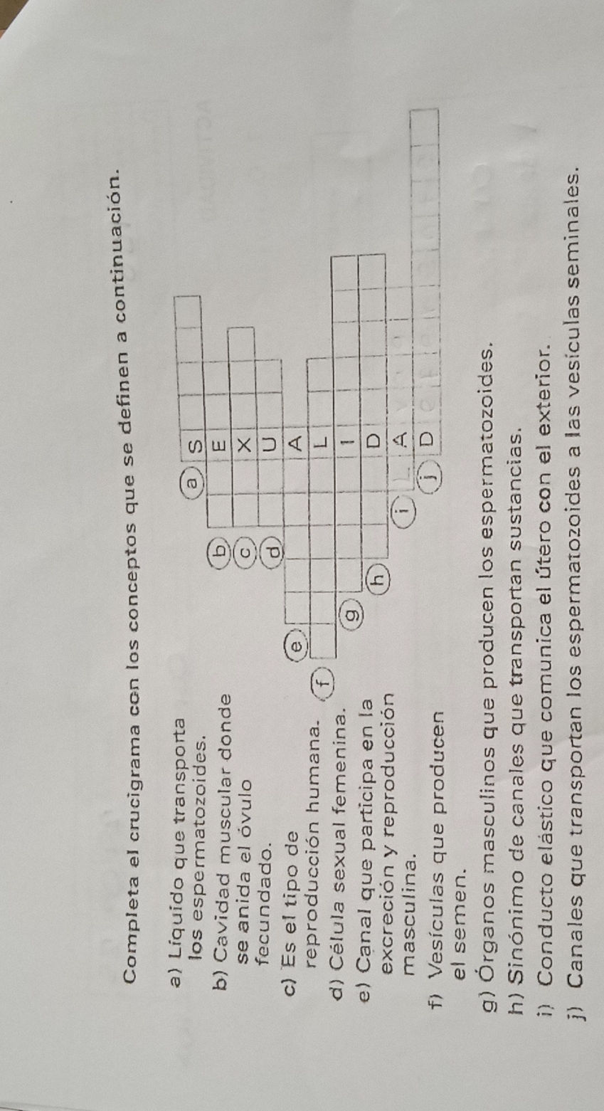 Completa el crucigrama con los conceptos que | StudyX