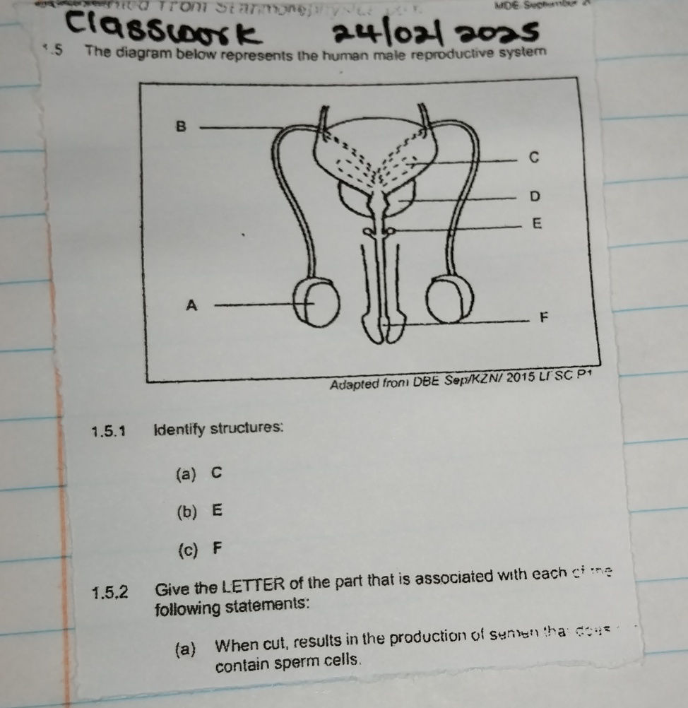1. 5 The diagram below represents the human | StudyX
