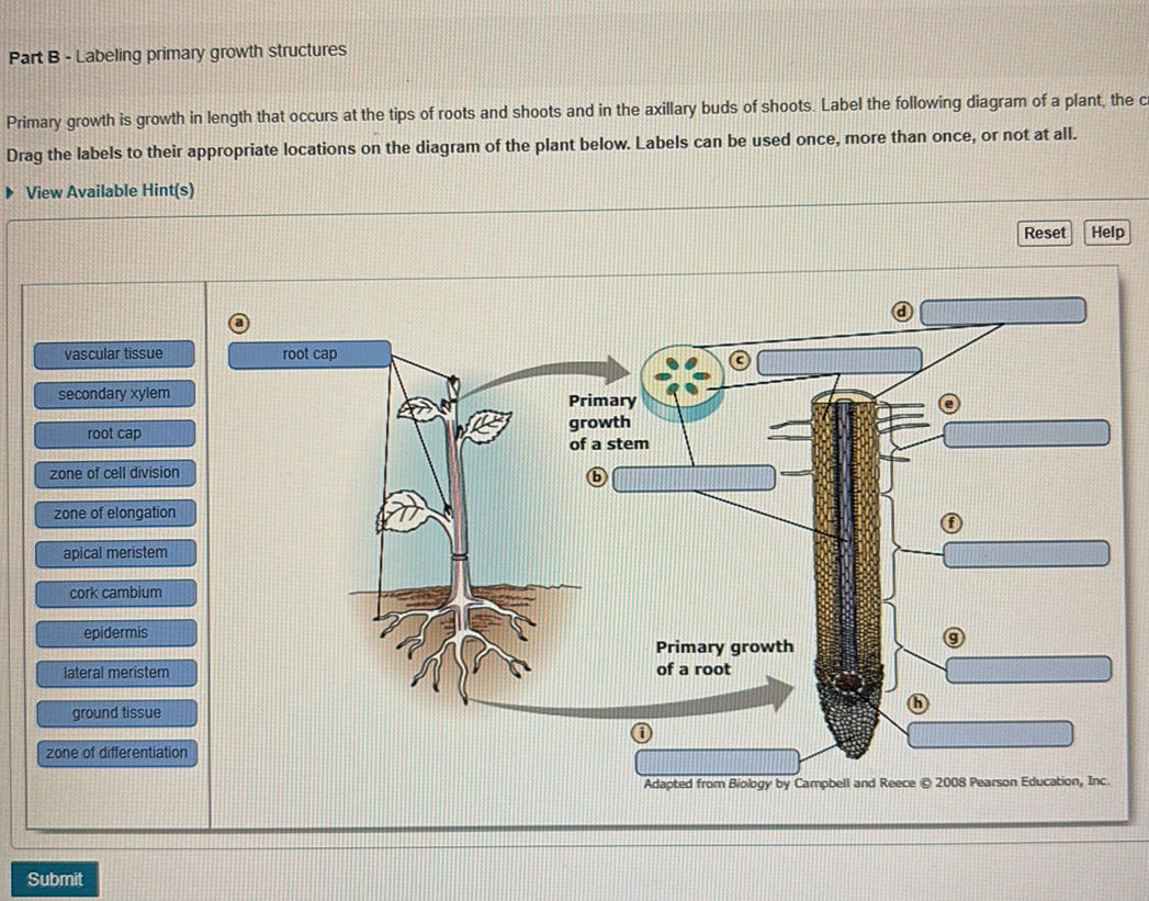 Part B - Labeling primary growth structures | StudyX