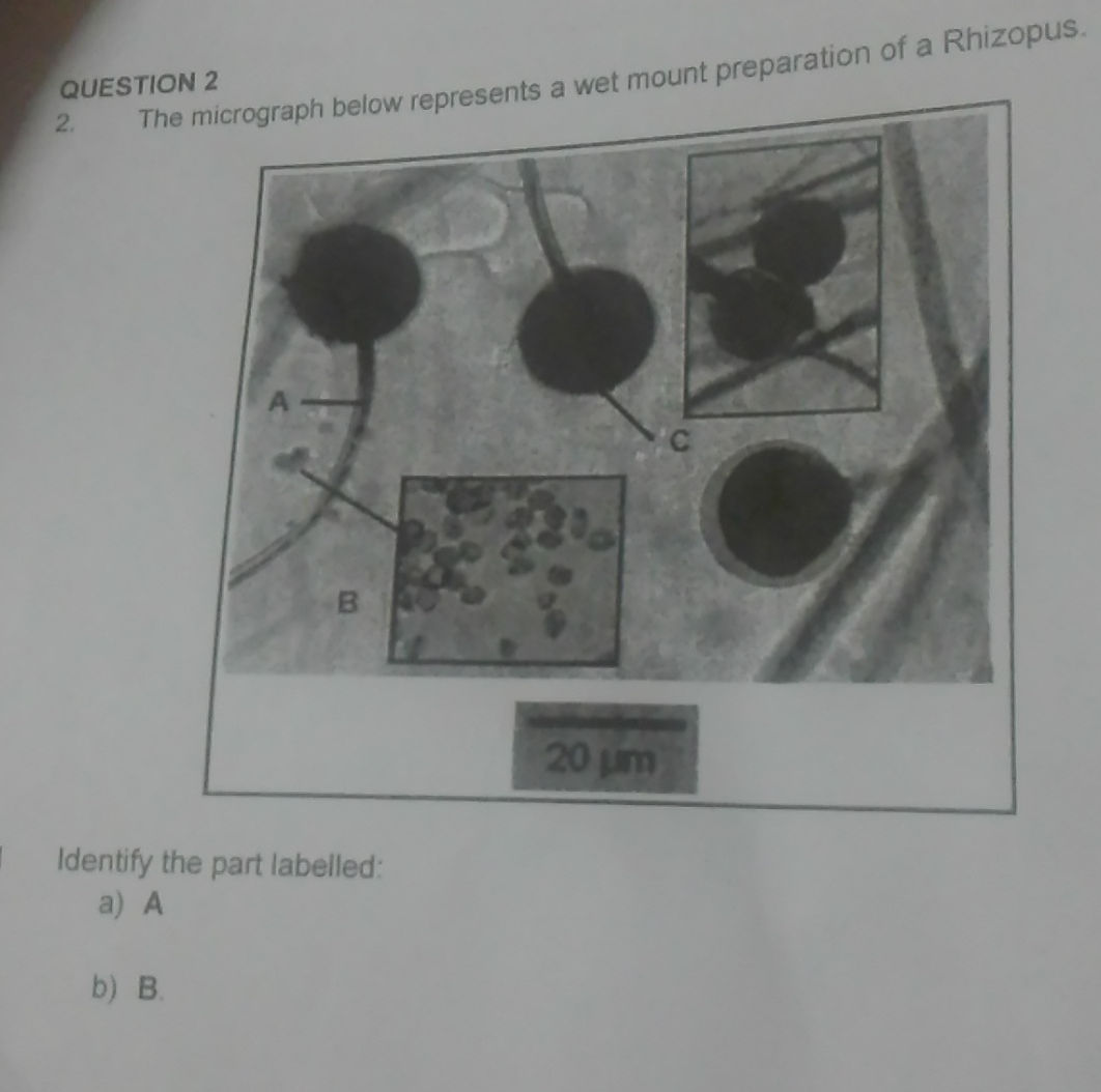 The micrograph below represents a wet mount | StudyX
