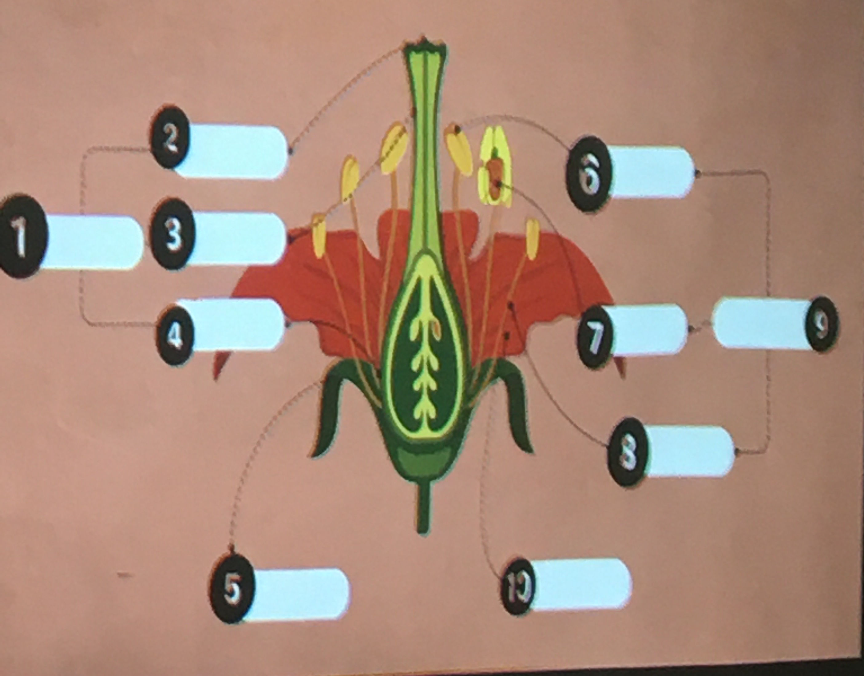 The image shows a diagram of a flower with | StudyX