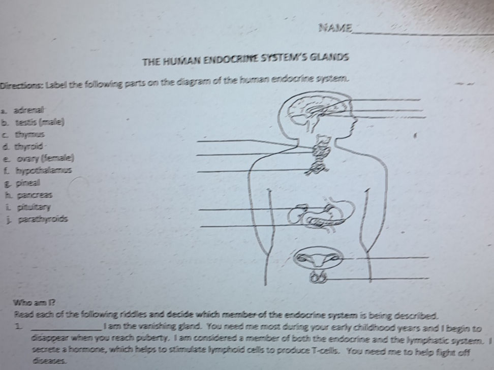 Directions: Label the following parts on the | StudyX