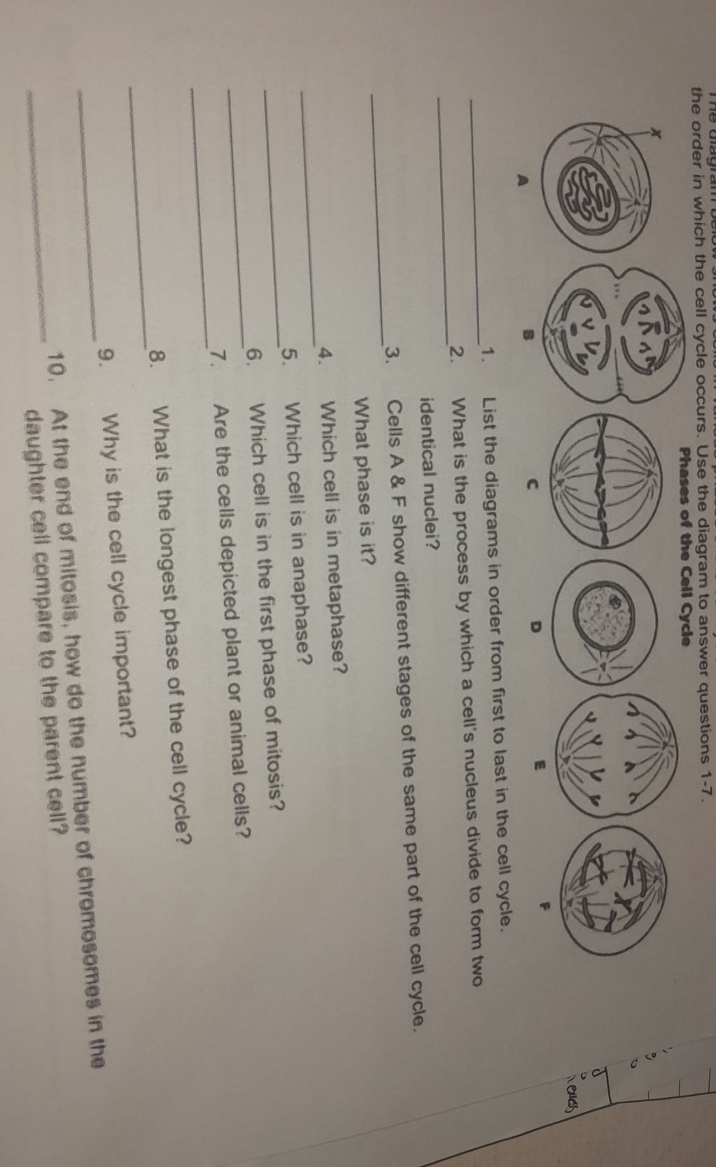 The diagram below shows cells in various | StudyX