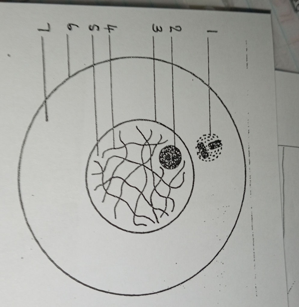 The image shows a diagram of a cell with | StudyX