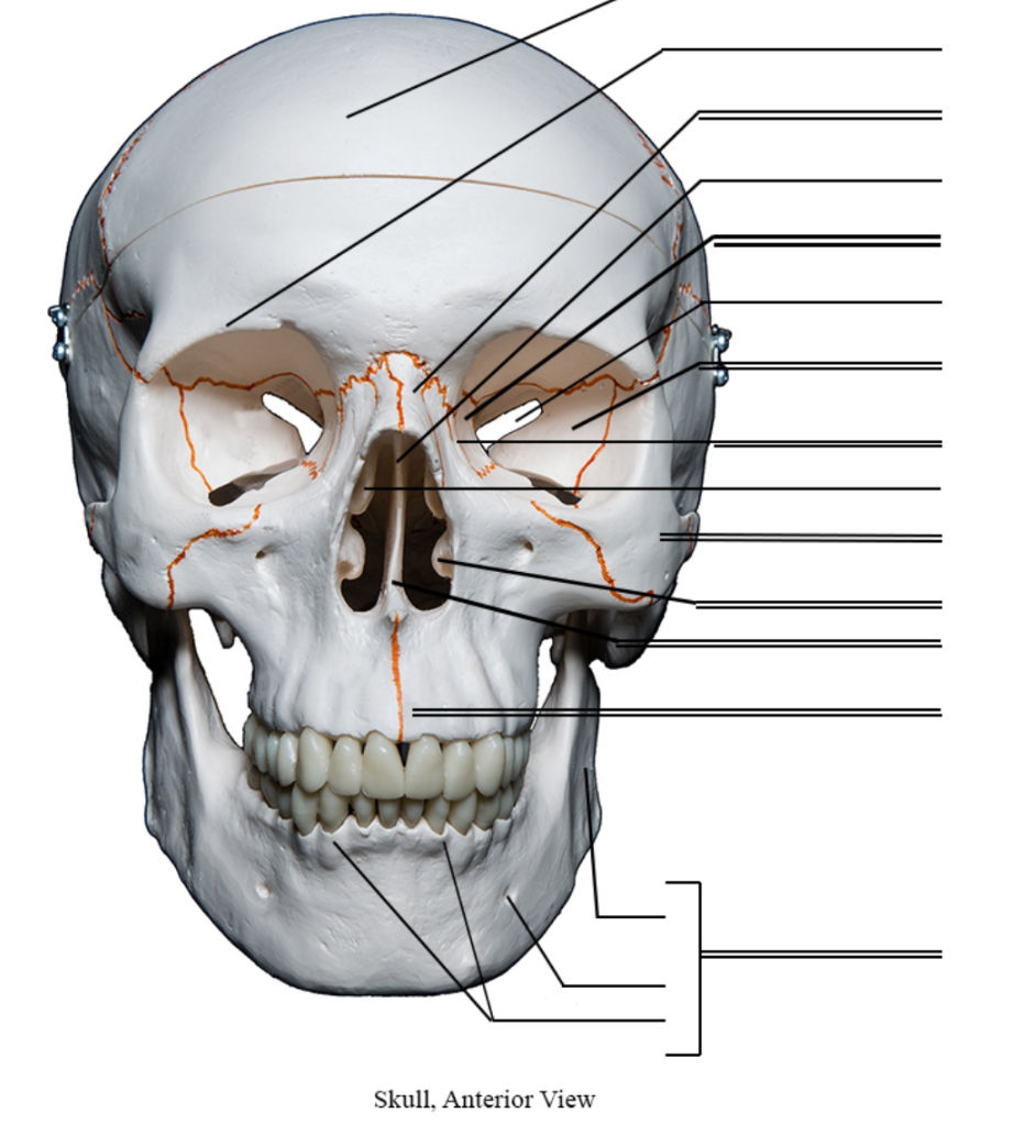 The image shows an anterior view of a skull | StudyX