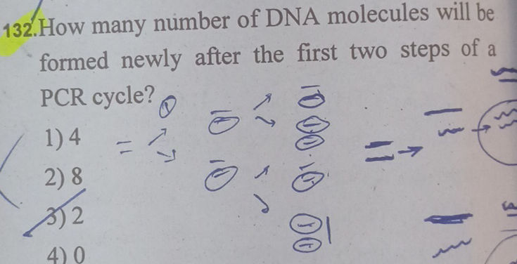 132. How many number of DNA molecules will | StudyX
