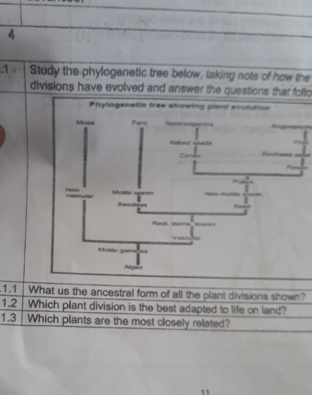 Study the phylogenetic tree below, taking | StudyX
