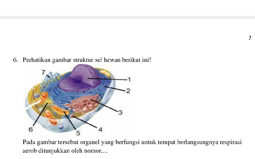 6. Perhatikan gambar struktur sel hewan | StudyX
